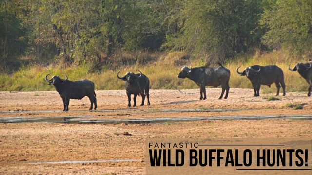 Fantastic Wild Buffalo Hunts — Targets Unlimited